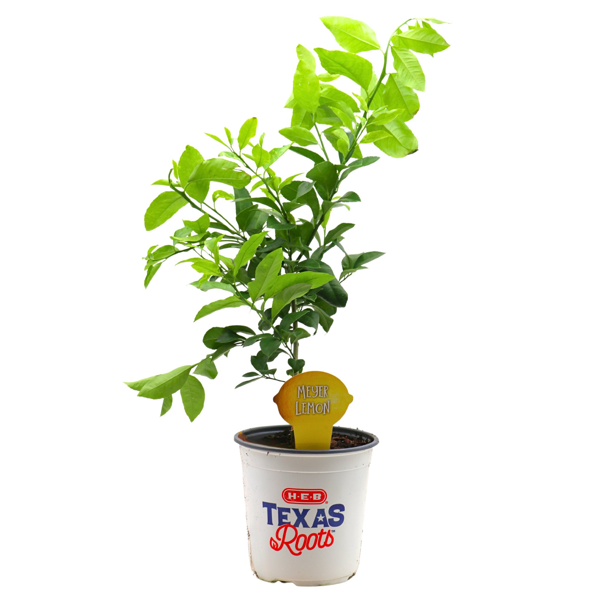 Spring Creek Growers Meyer Lemon Tree - Shop Potted plants at H-E-B