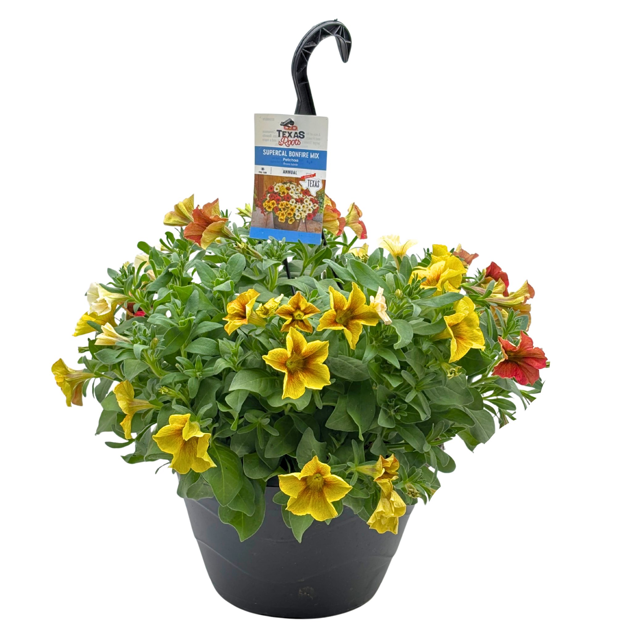 H-E-B Texas Roots Petchoa Bonfire Hanging Basket - Shop Potted plants ...