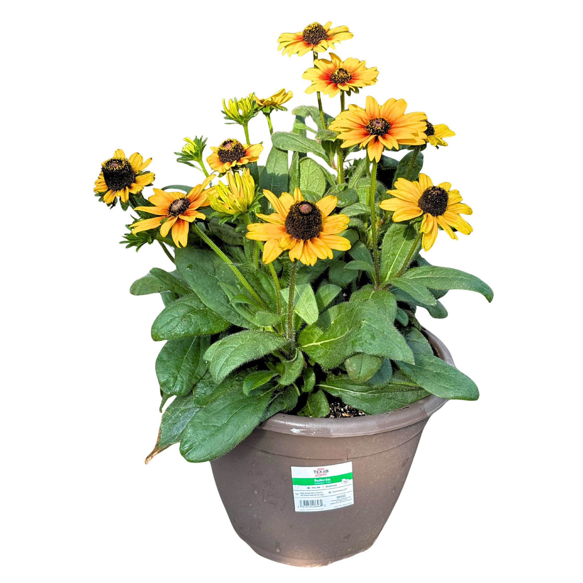 H-E-B Texas Roots Rudbeckia Sunbeckia Bicolor Double Flowers Plant ...