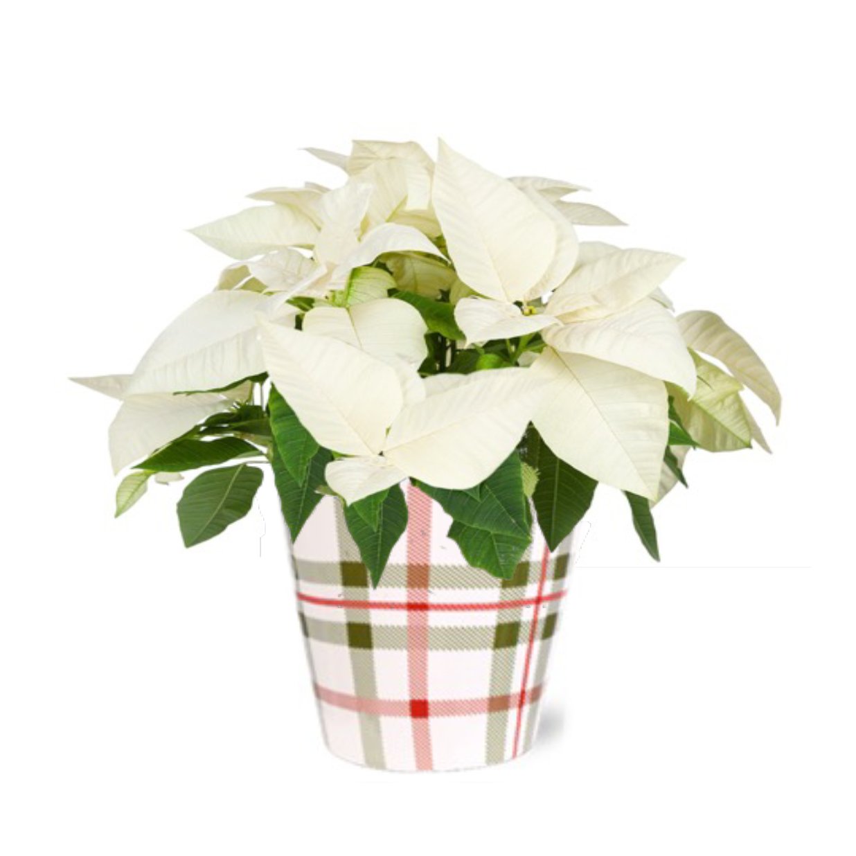 Max & Miles White Poinsettia in Holiday Plaid Tin - Shop Flowers ...
