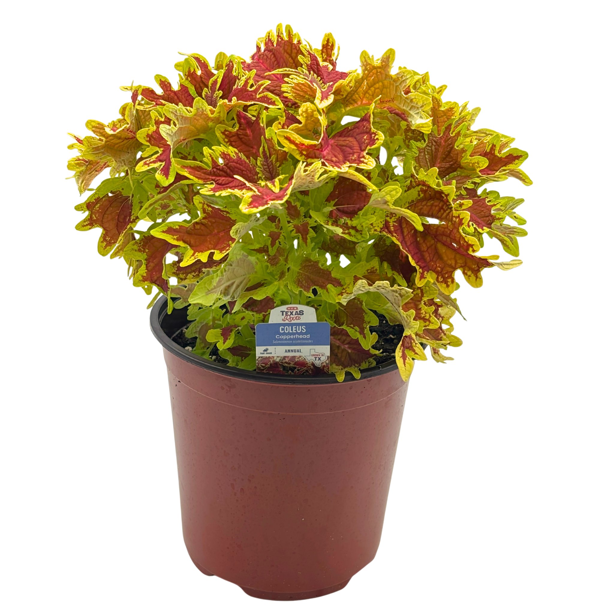 H-E-B Texas Roots Copperhead Coleus - Shop Potted plants at H-E-B