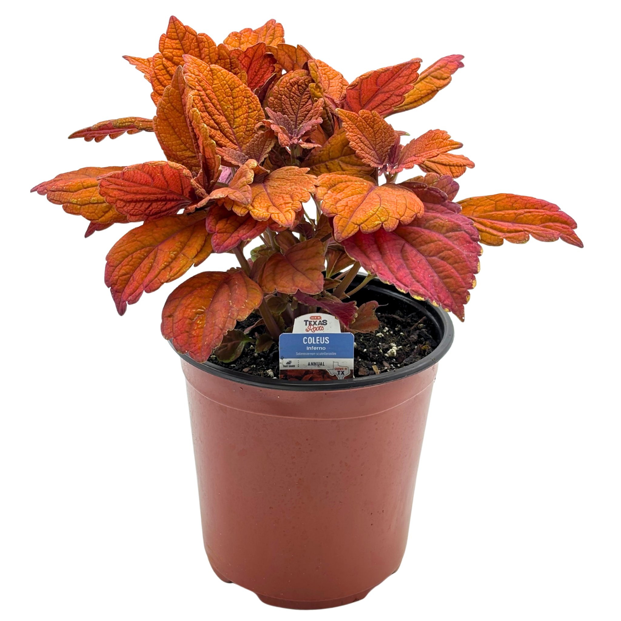 H-E-B Texas Roots Inferno Coleus - Shop Potted plants at H-E-B