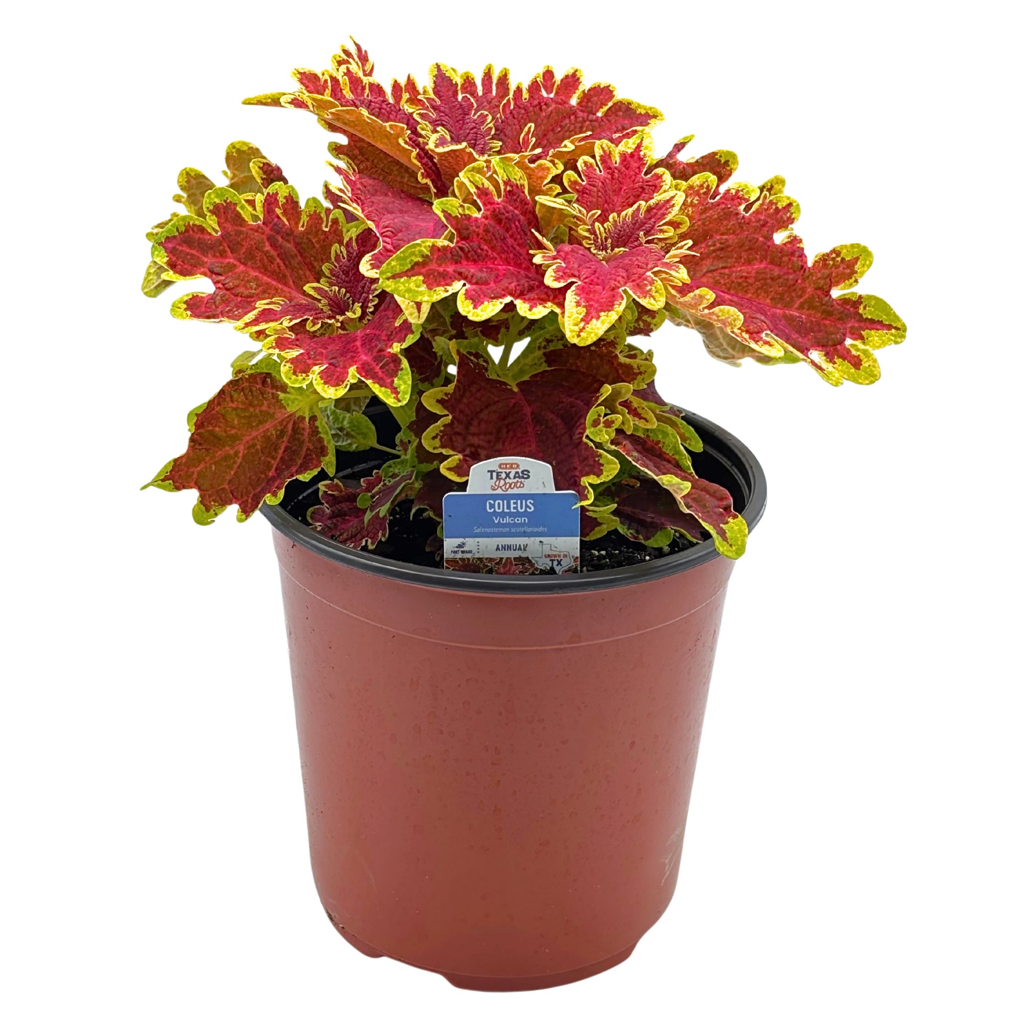 H-E-B Texas Roots Coleus Vulcan - Shop Potted plants at H-E-B