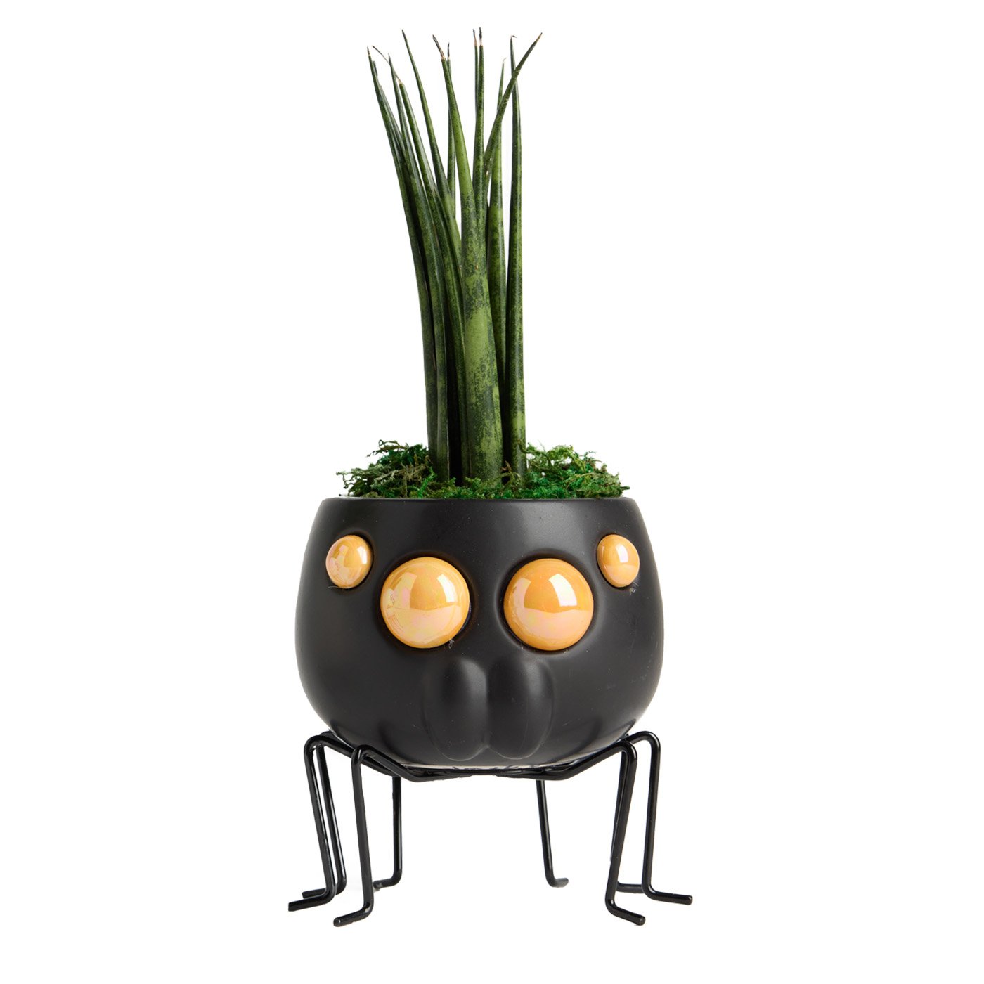 Live Trends Terrence Spider Planter - Assorted Colors - Shop Flowers ...