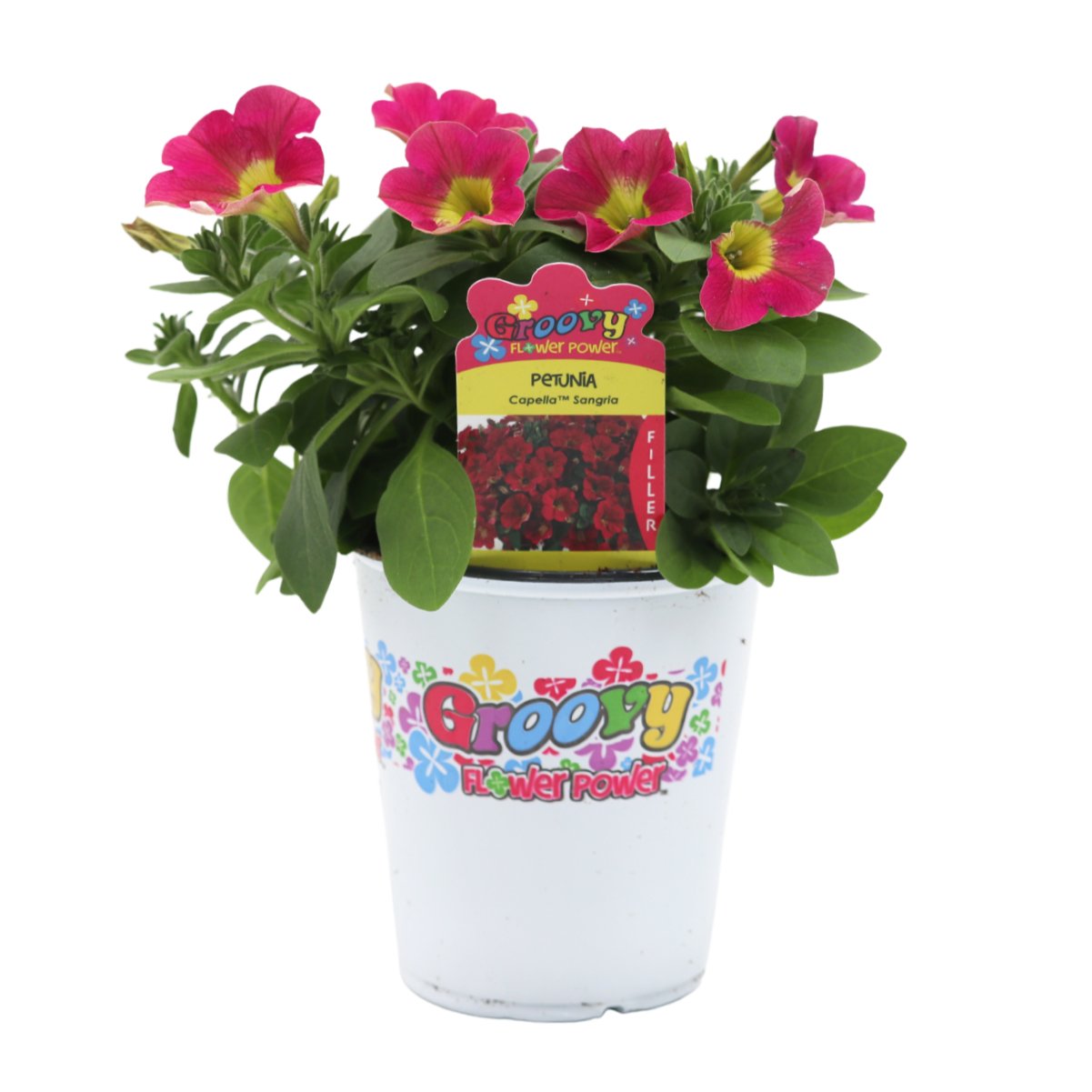 Groovy Flower Power Capella Sangria Petunia - Shop Potted plants at H-E-B