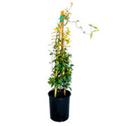 Greenleaf Nursery Carolina Jessamine Vine - Shop Potted Plants at H-E-B