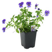 Flowers & Plants - Shop H-E-B Everyday Low Prices