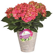 Flowers & Arrangements - Shop H-E-B Everyday Low Prices