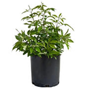 Greenleaf Nursery Blue Point Spiral Juniper - Shop Potted Plants at H-E-B