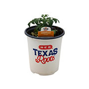 H-E-B Texas Roots Phoenix Tomato Plant - Shop Potted Plants at H-E-B