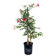 Greenleaf Nursery Peggy Martin Climbing Rose - Shop Potted Plants at H-E-B