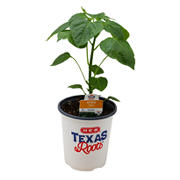 H-E-B Texas Roots Snackabelle Red Pepper - Shop Potted Plants at H-E-B