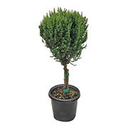 Greenleaf Nursery Blue Point Spiral Juniper - Shop Patio & Outdoor at H-E-B