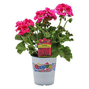 Groovy Flower Power Geranium Moxie Deep Rose Mega Splash - Shop Patio ...